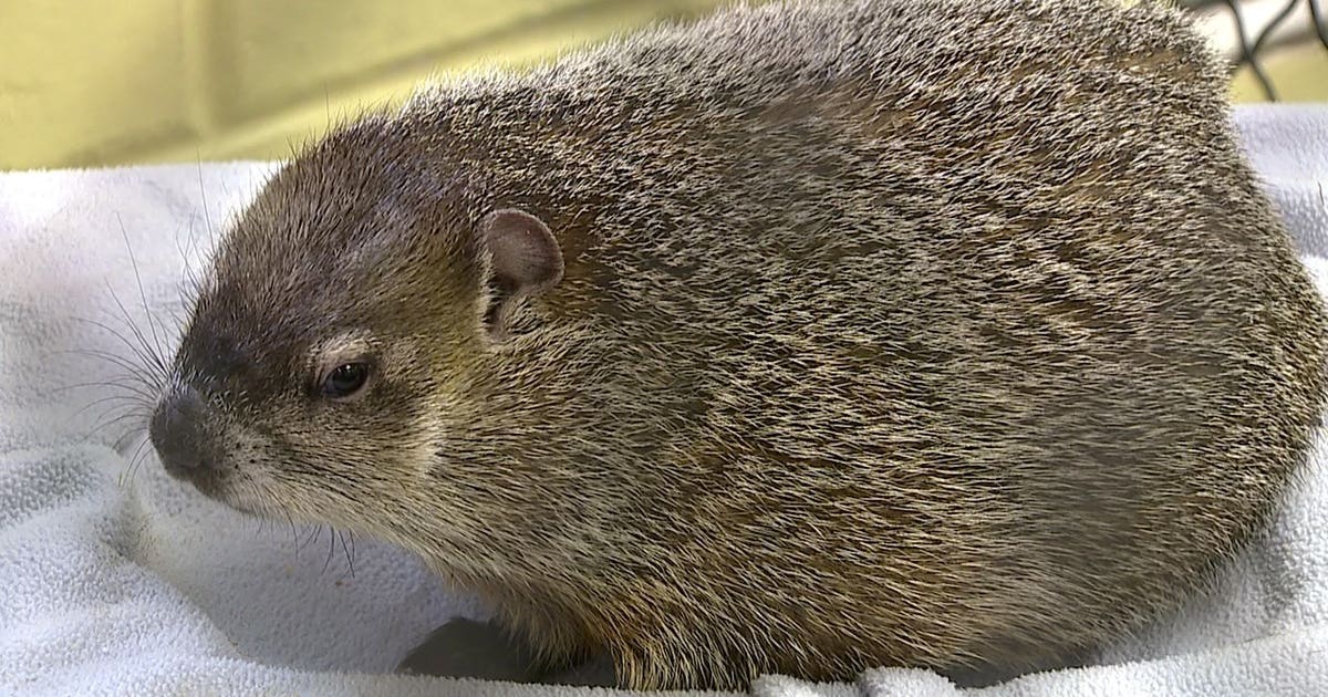 'A silly, friendly, goofy guy:' Gordy the Groundhog prepares for ...
