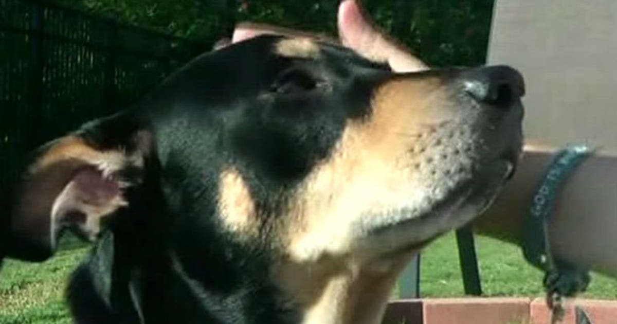 Cats have nine lives, but what about dogs? Dog named "Lazarus" has ...