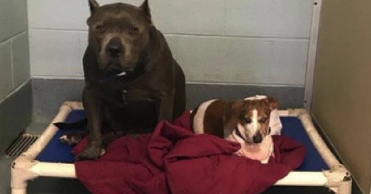Famous dogs Blue Dozer and OJ reunited and safe after adoption flop ...