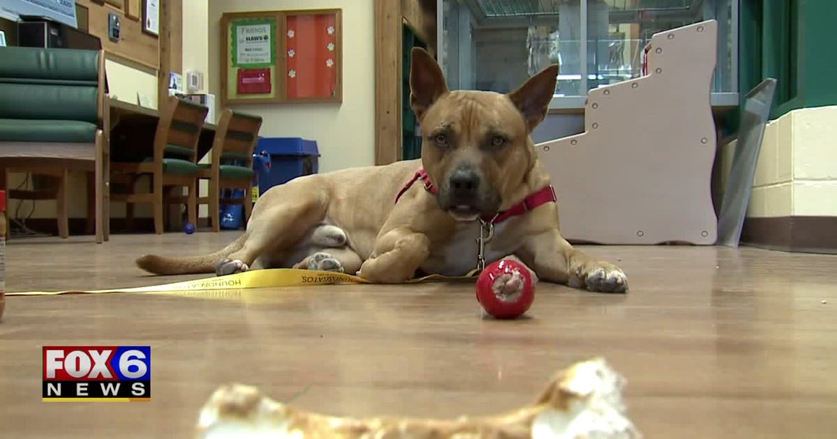 If you're looking to adopt a pet, HAWS has made it easy by making it ...