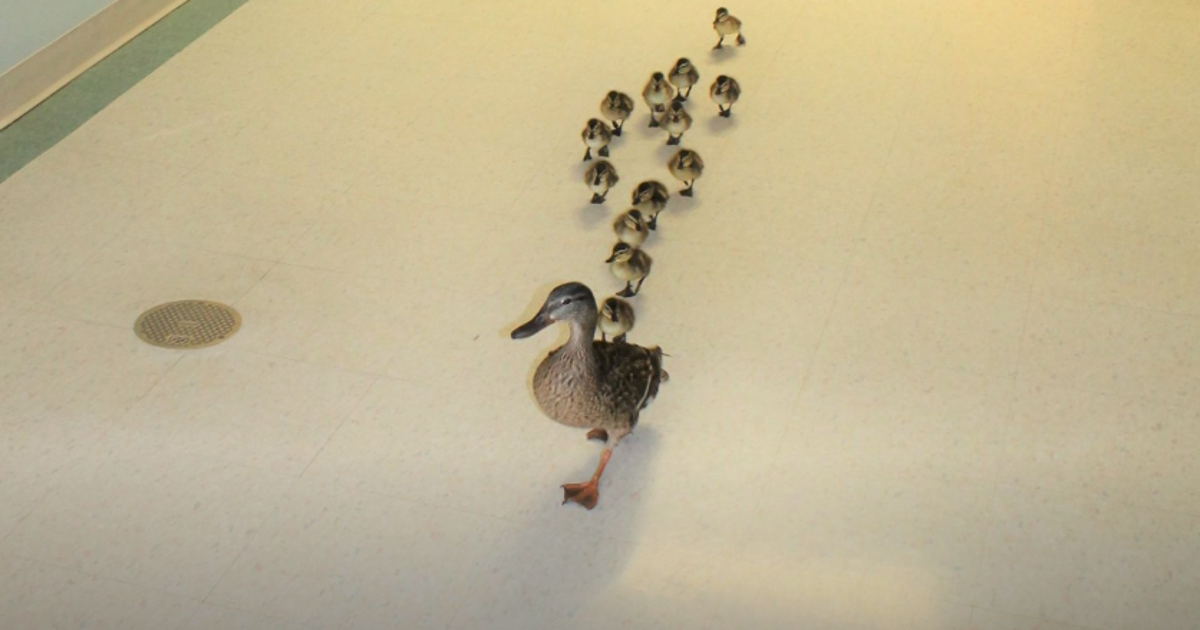 Mother duck returns to this hospital's hallways every spring | FOX6 ...