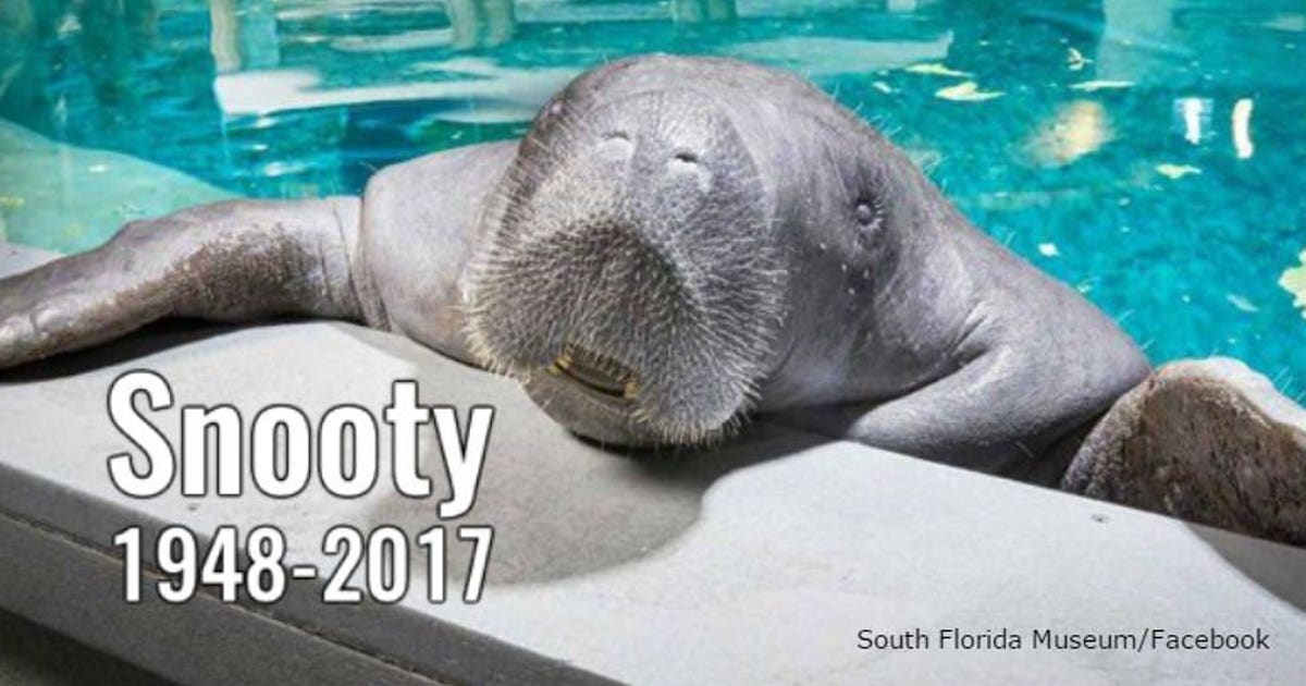 "Such a unique animal:" Snooty, oldest Florida manatee in captivity ...