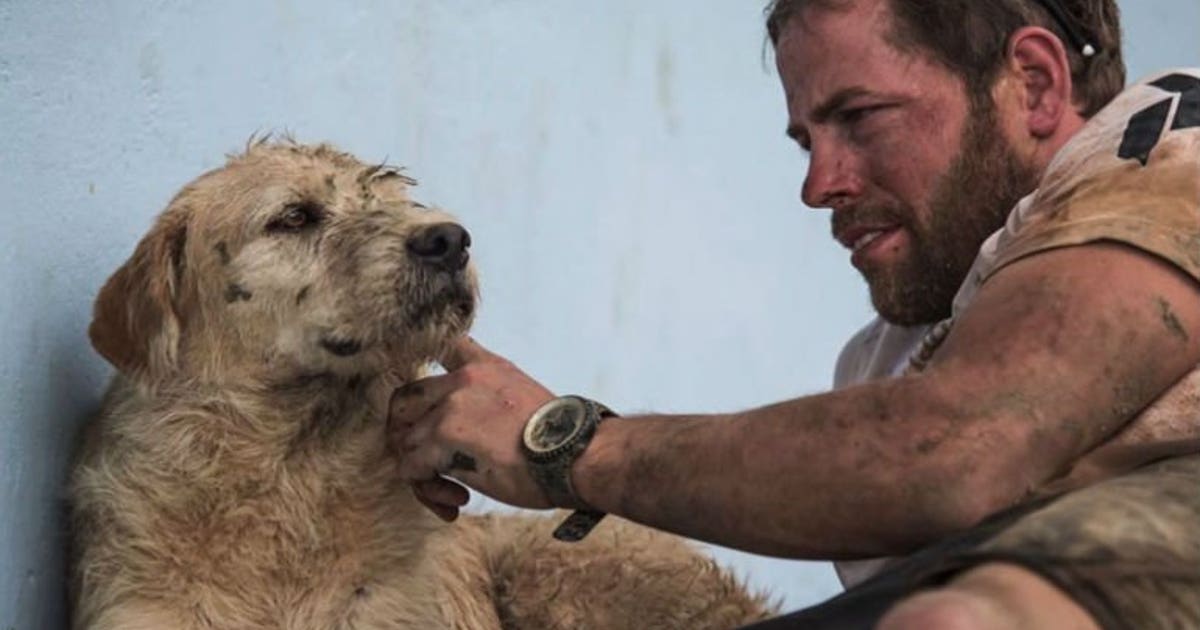 Stray dog treks miles with extreme sports team; finds his forever home ...