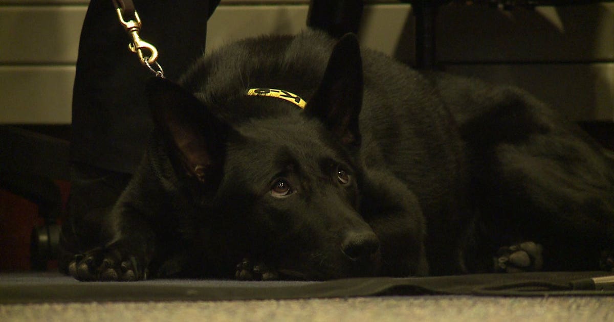 K-9 Tilla sworn in at Whitewater Police Department after passing of K-9 ...