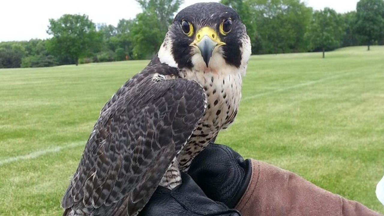 Back in the sky: Peregrine falcon wounded by shotgun fire now training ...