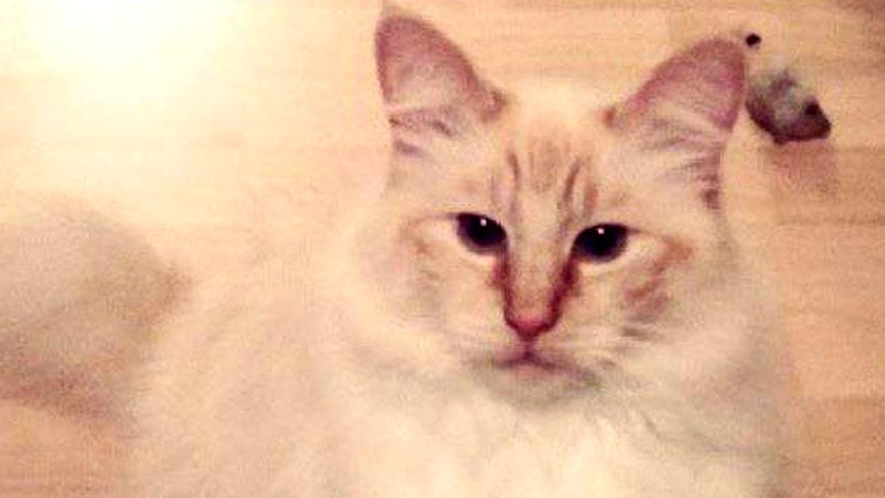 Disturbing Serial Crime Spree 12th Mutilated Cat Found In Washington