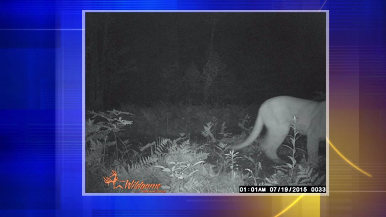 Third cougar sighting in recent weeks confirmed in Marinette County by ... Third cougar sighting in recent weeks confirmed in Marinette County by ...