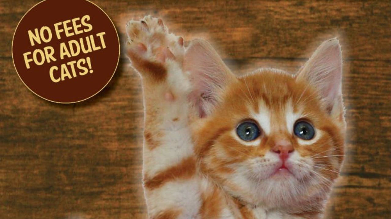 "This is the time to take the plunge:" WHS, MADACC hope to find homes ...