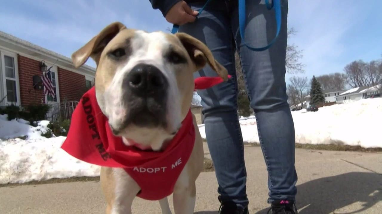 Deaf Dog Learns Sign Language deaf-dog-learns-sign-language