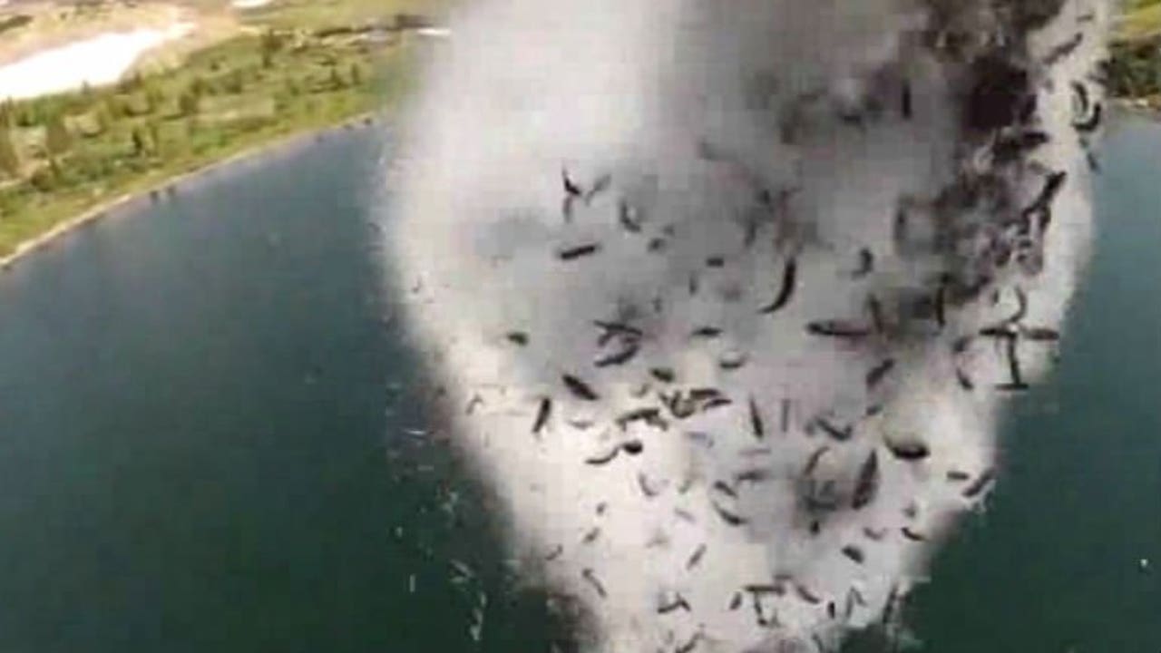 WATCH: This method of stocking lakes gives a whole new meaning to the ...