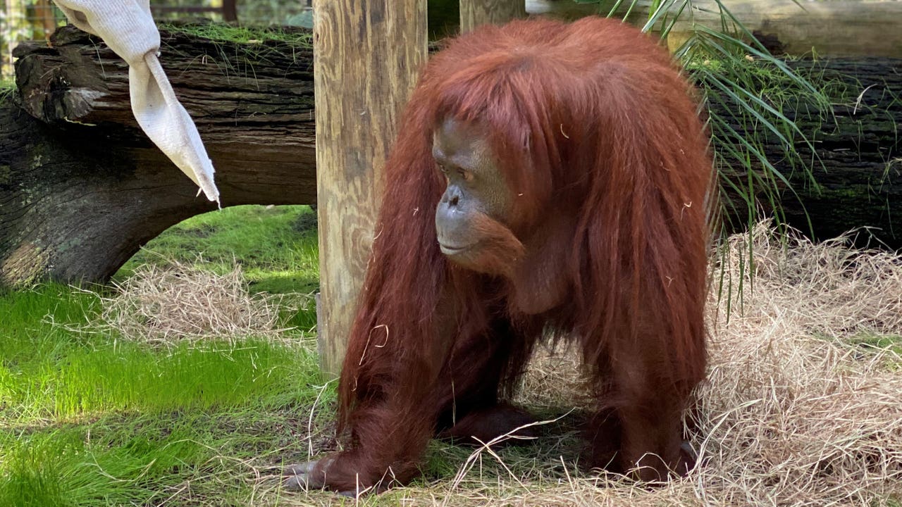 Orangutan granted 'personhood' turns 34, makes new friend