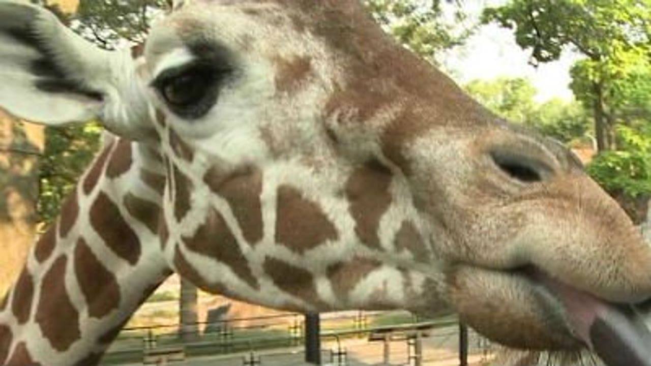 Justin feeds giraffes at the Milwaukee County Zoo | FOX6 Milwaukee