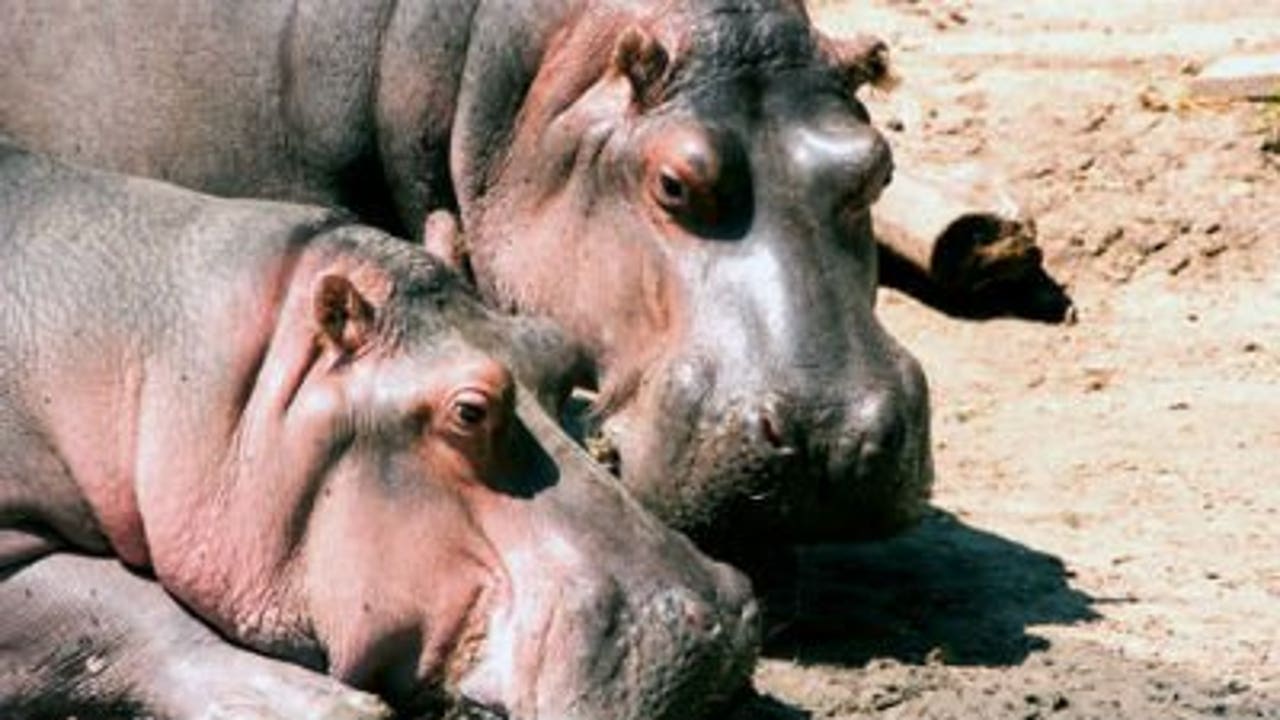 37-year-old hippopotamus dies at Milwaukee County Zoo | FOX6 Milwaukee