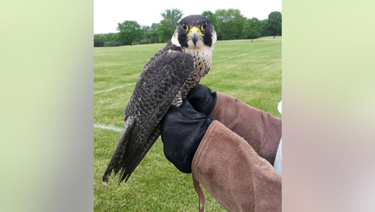 Back in the sky: Peregrine falcon wounded by shotgun fire now training ...