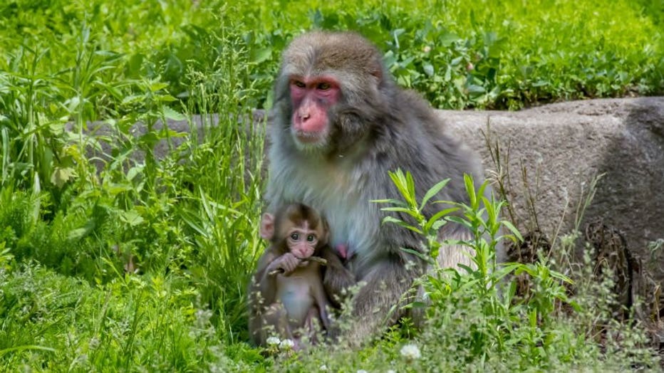 'Very adorable:' Milwaukee County Zoo announces birth of Japanese macaque 'Very adorable:' Milwaukee County Zoo announces birth of Japanese macaque