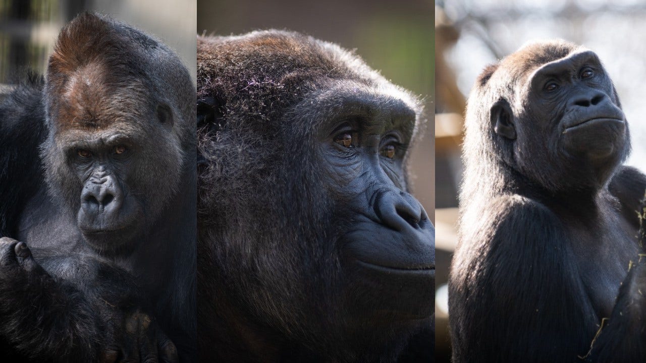 3 gorillas arrive at Milwaukee County Zoo from Columbus | FOX6 Milwaukee