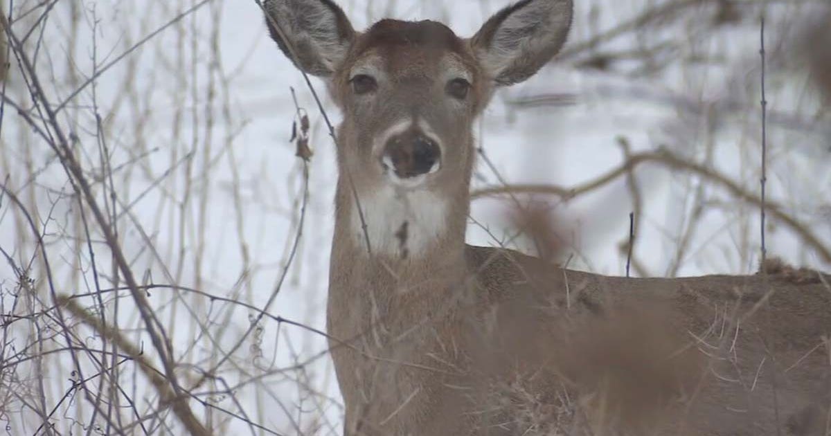 Wisconsin Holiday Hunt, antlerless deer harvest begins Sunday | FOX6 ...