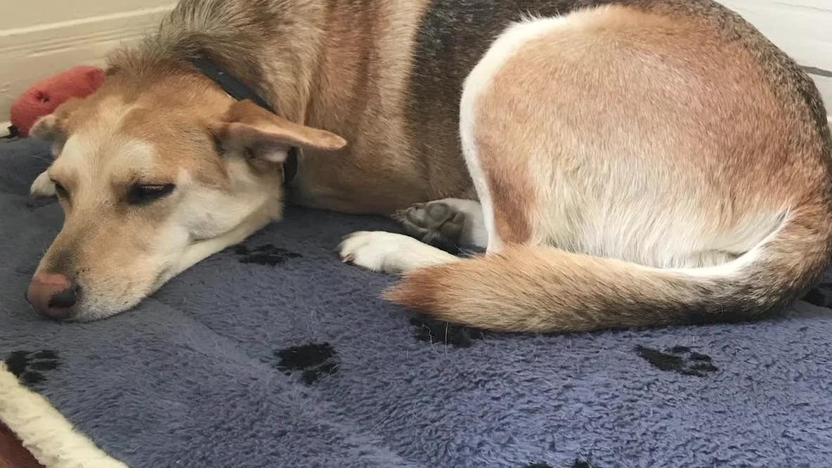 Find your hidden gem at Rummage-O-Rama down at State Fair