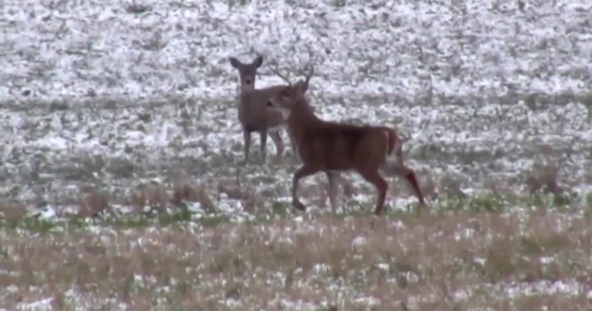 Wisconsin deer hunting licenses, out-of-state fee increase signed ...