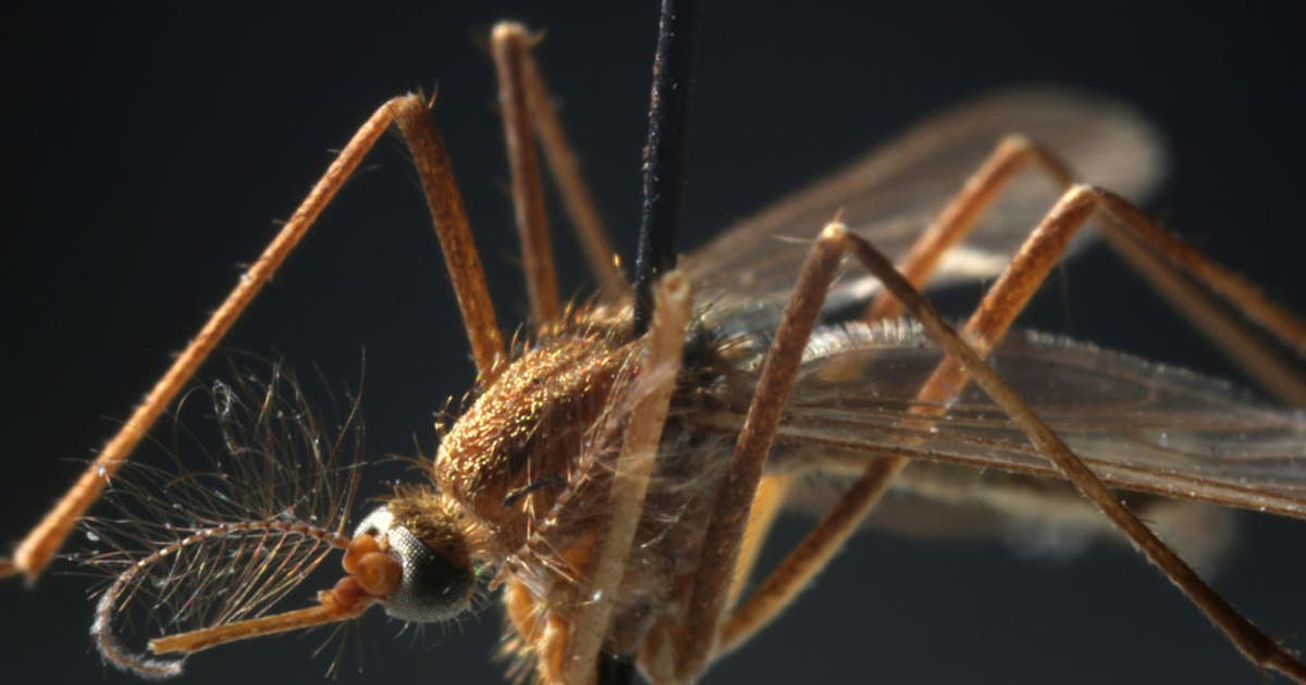 West Nile virus: Mosquitoes in Milwaukee County test positive | FOX6 ...