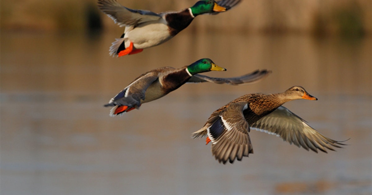 Wisconsin DNR announces goose and duck hunting seasons | FOX6 Milwaukee