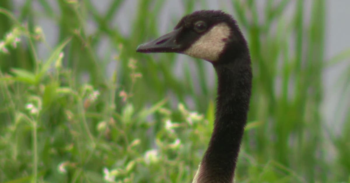 Wisconsin early goose hunting season underway, bag limit applies | FOX6 ...