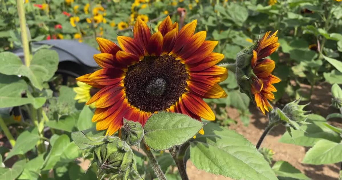 Apple & Sunflower Fest in Colgate returns, activities for all ages ...