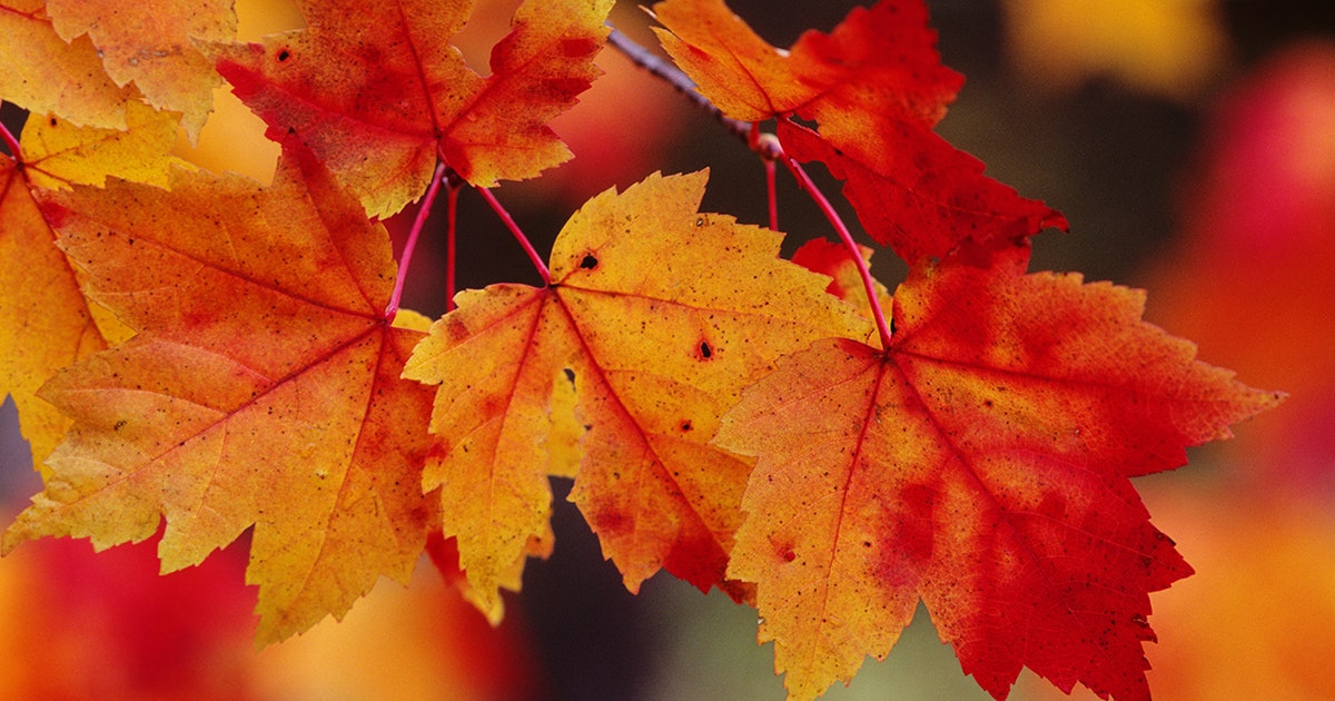 The fall equinox is here. What does that mean? | FOX6 Milwaukee