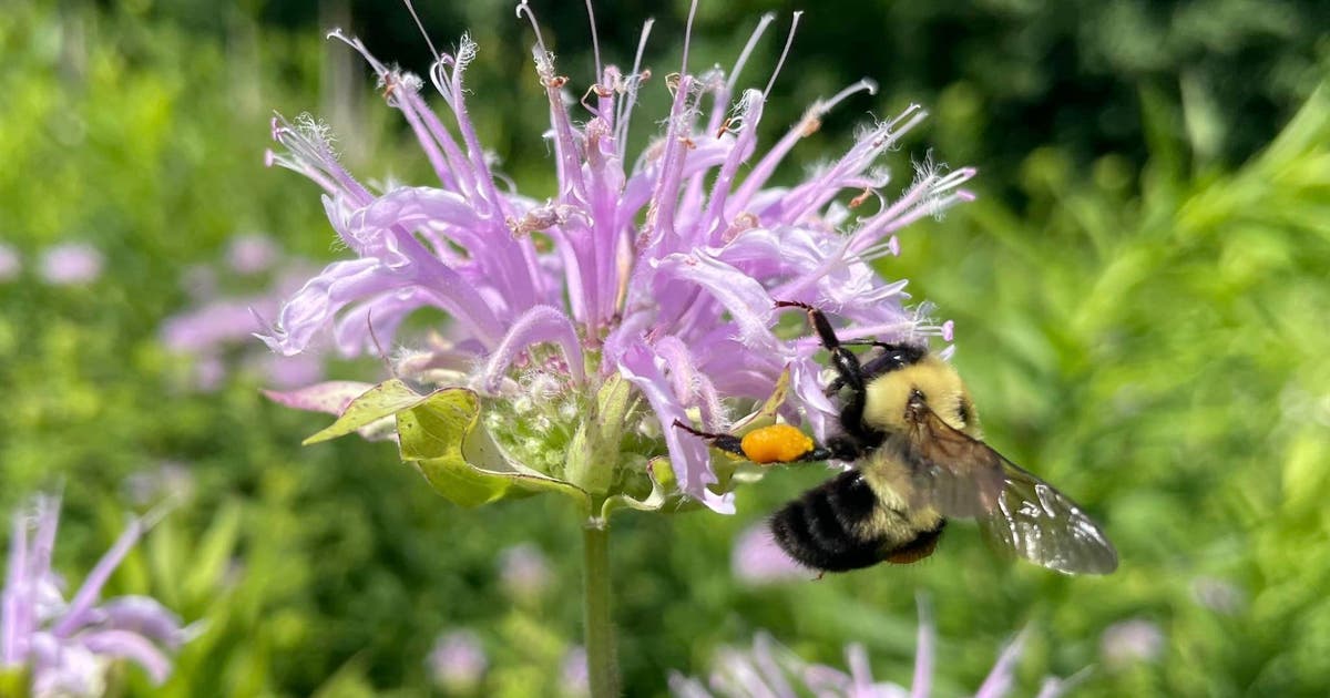 How to attract more bumblebees to your yard | FOX6 Milwaukee