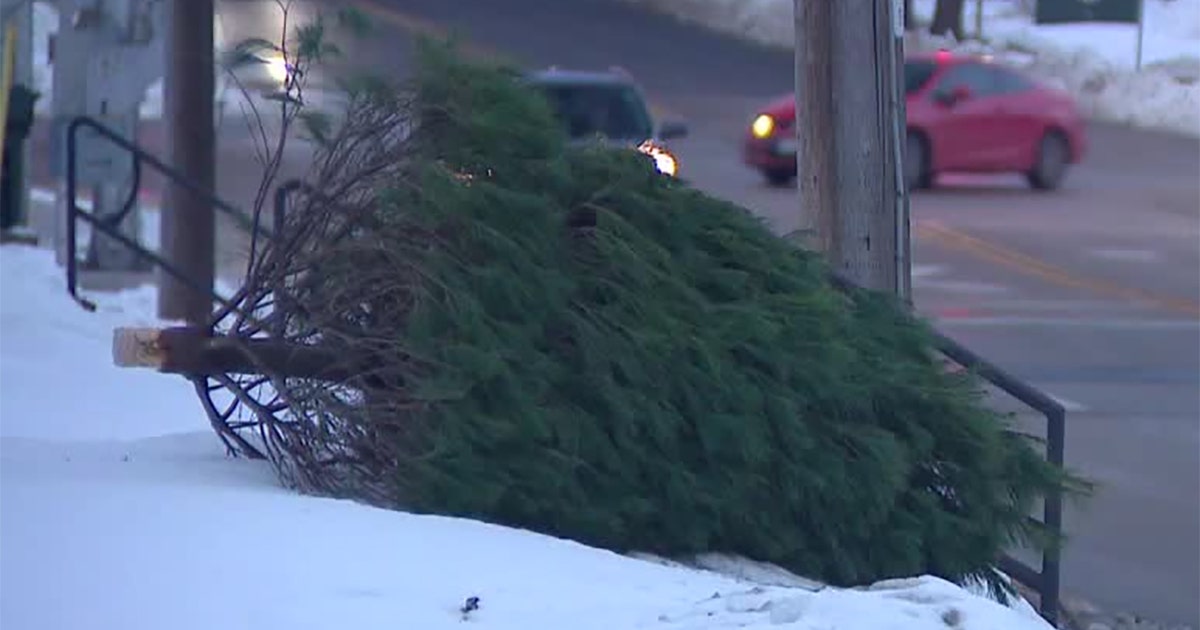 Christmas tree collection in Milwaukee; what you need to know in 2025 ...