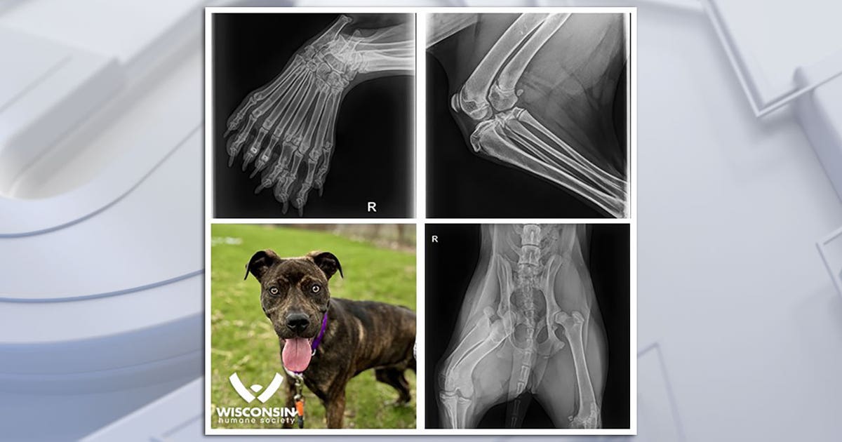 Wisconsin Humane Society: 5-legged dog to be up for adoption in Kenosha ...