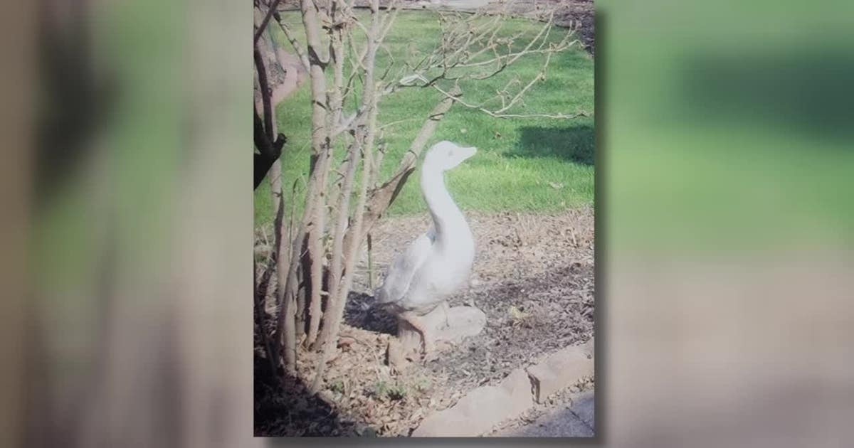 Milwaukee beloved goose statue gone; owner desperate to get it back ...