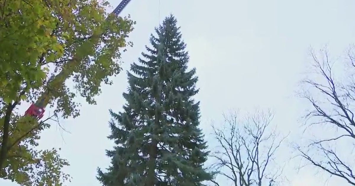 2025 Milwaukee Christmas tree search begins; nominations through Sep ...