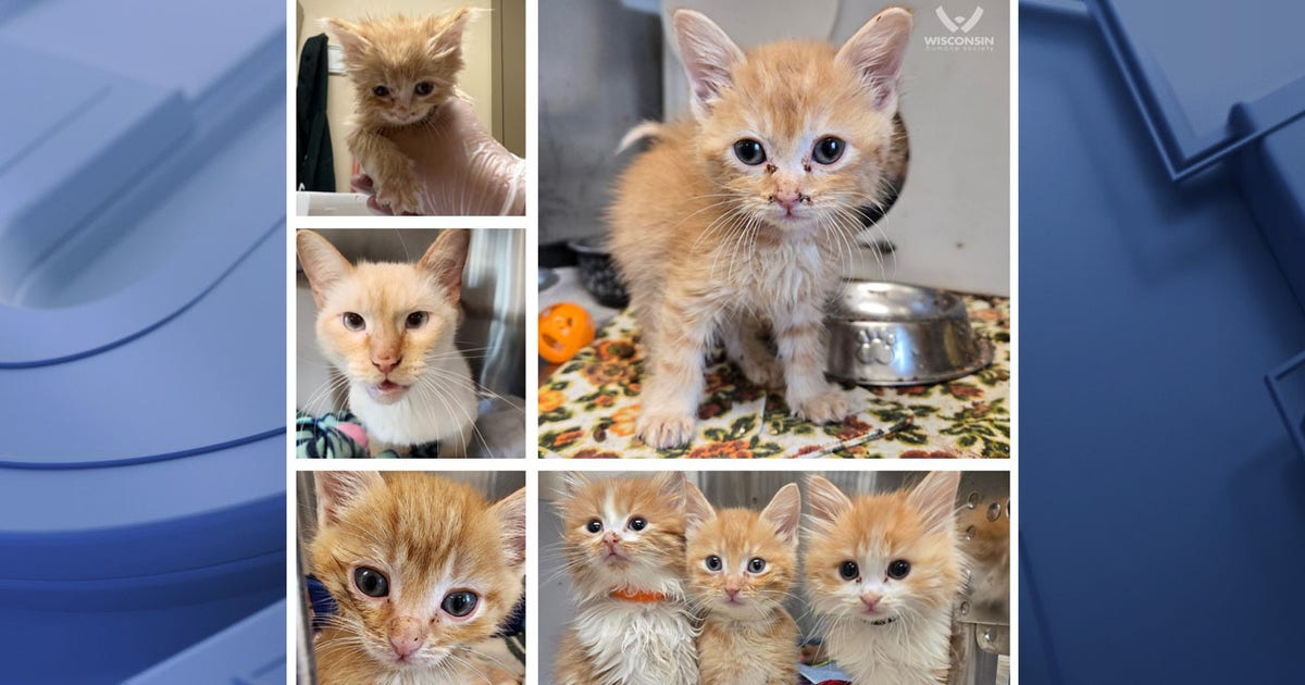 Wisconsin Humane Society receives 23 kittens, cats from single ...