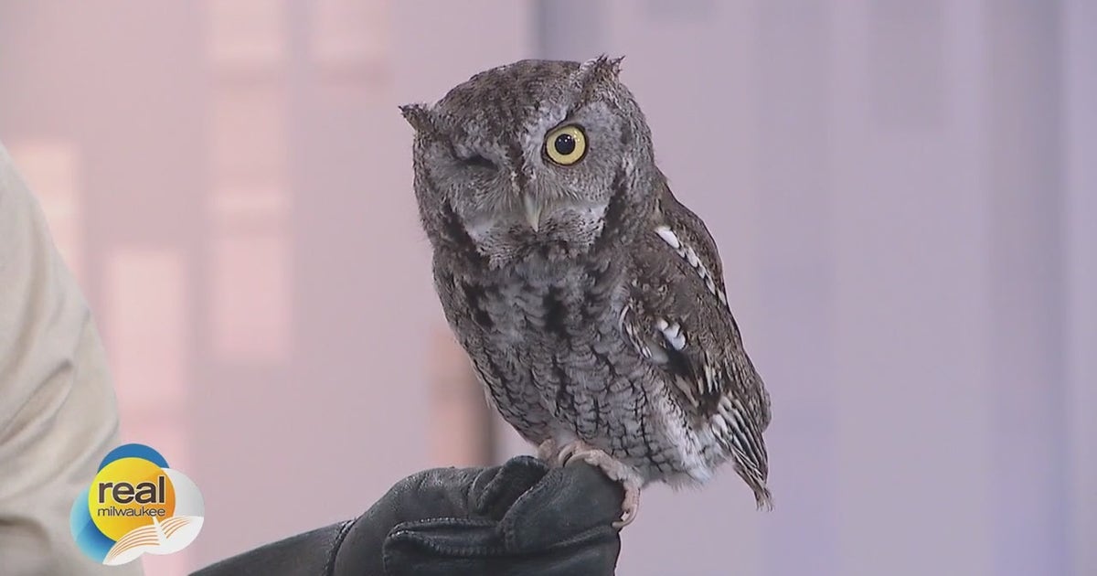 Meet Baron von Screech; Schlitz Audubon Nature Center Raptor Program ...