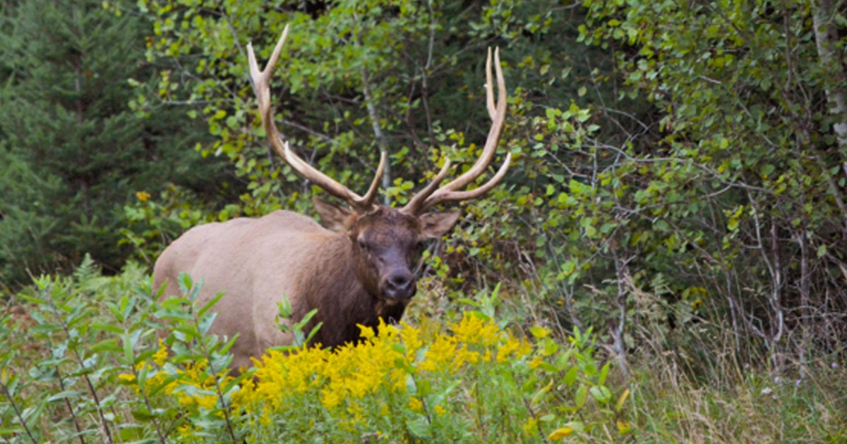 2025 Wisconsin elk hunt; DNR application period now open | FOX6 Milwaukee