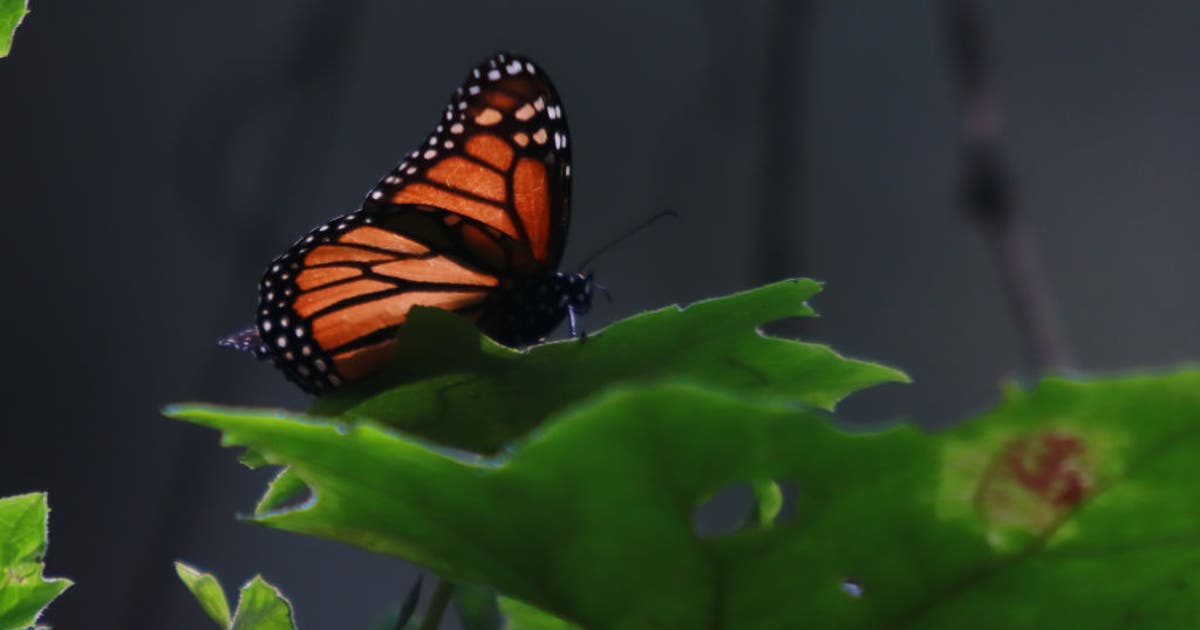 Monarch butterfly count nears record 30-year low; what to know | FOX6 ...