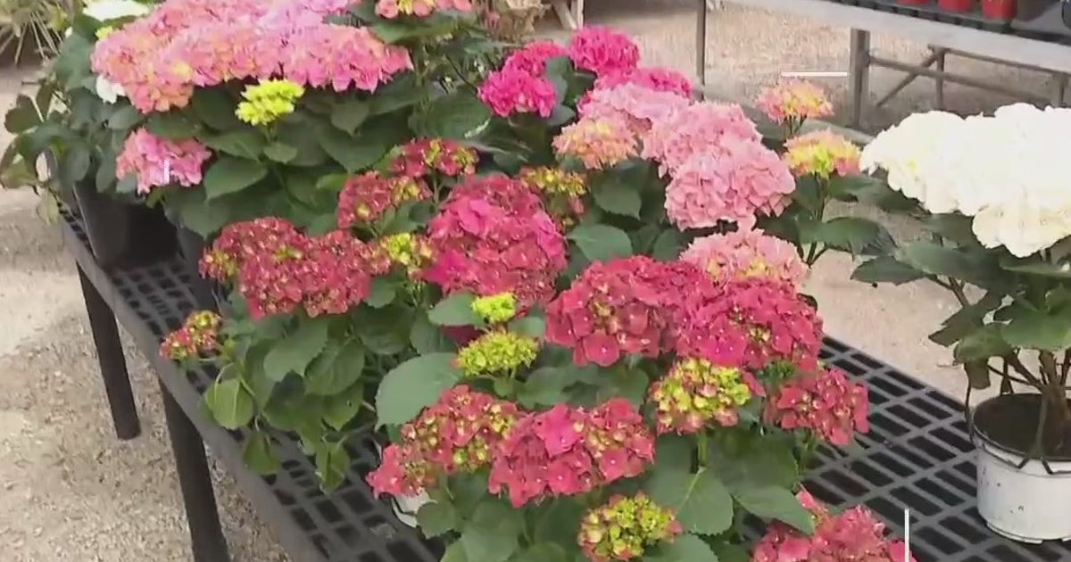 Thomas Greenhouse and Gardens; find plenty of plants for your home ...