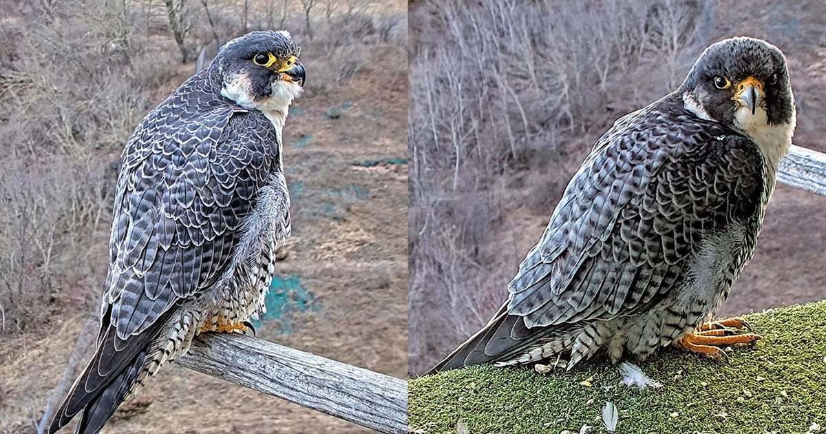 We Energies: 2 peregrine falcons dead; bird flu likely the cause | FOX6 ...