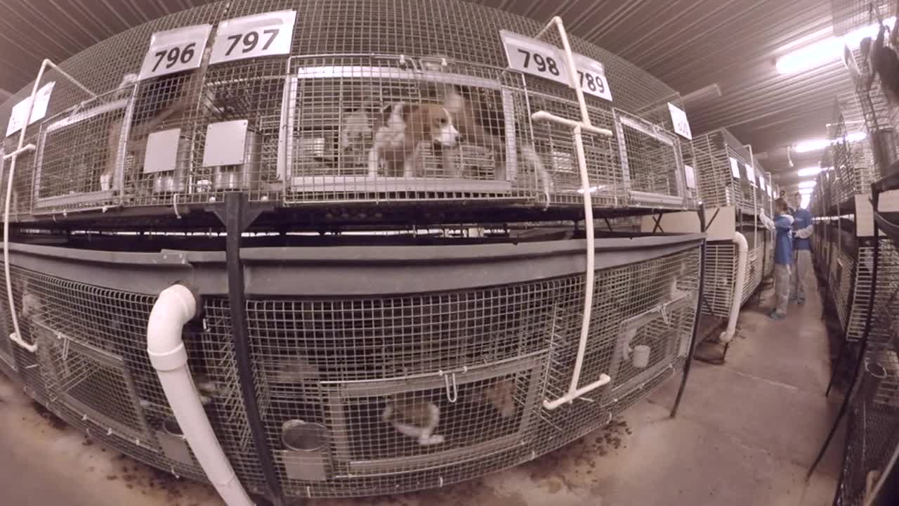 Buyers list leaked; Wisconsin puppy mill customer defends research ...