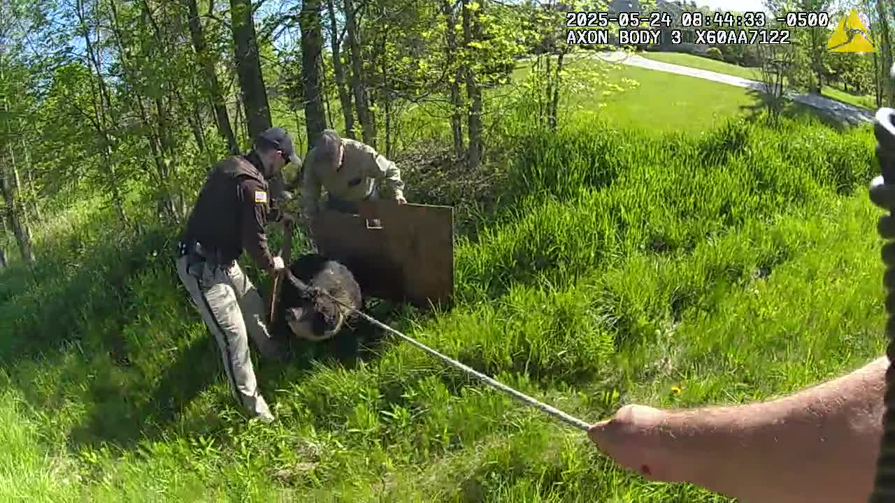 Washington County loose pig wrangled with deputies' help: video | FOX6 ...