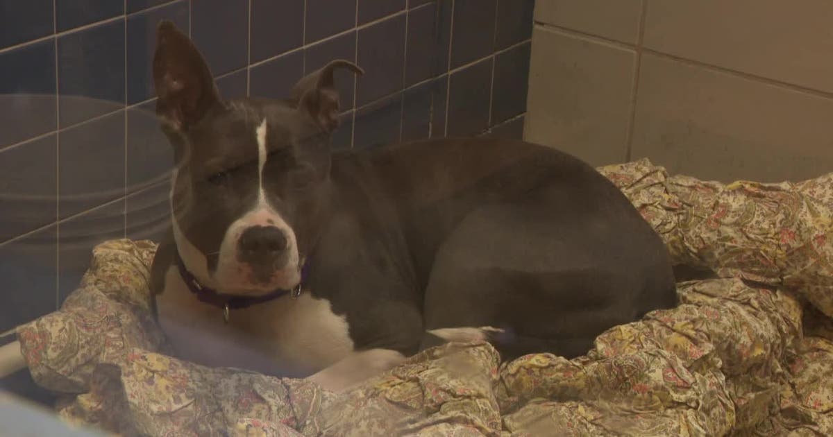 Wisconsin Humane Society at capacity; how you can ease the strain ...