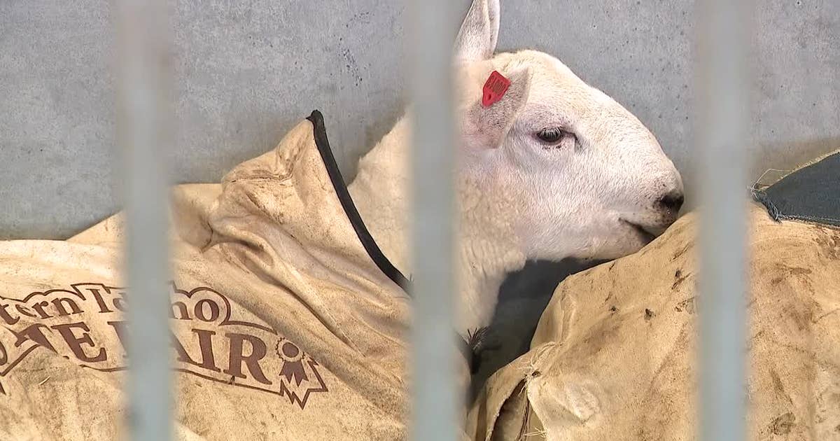 Wisconsin State Fair; keeping farm animals cool in the heat | FOX6 ...