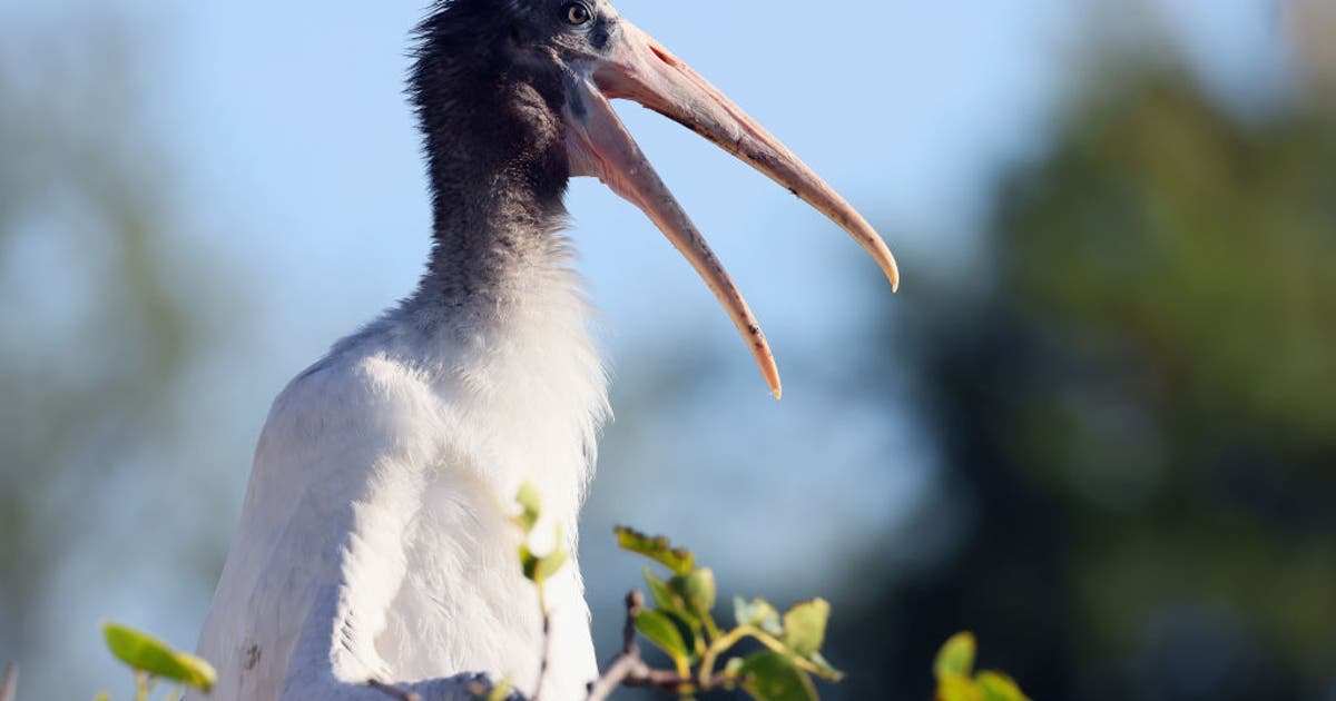 Deer hunter discovers rare subtropical wood stork in Wisconsin | FOX6 ...