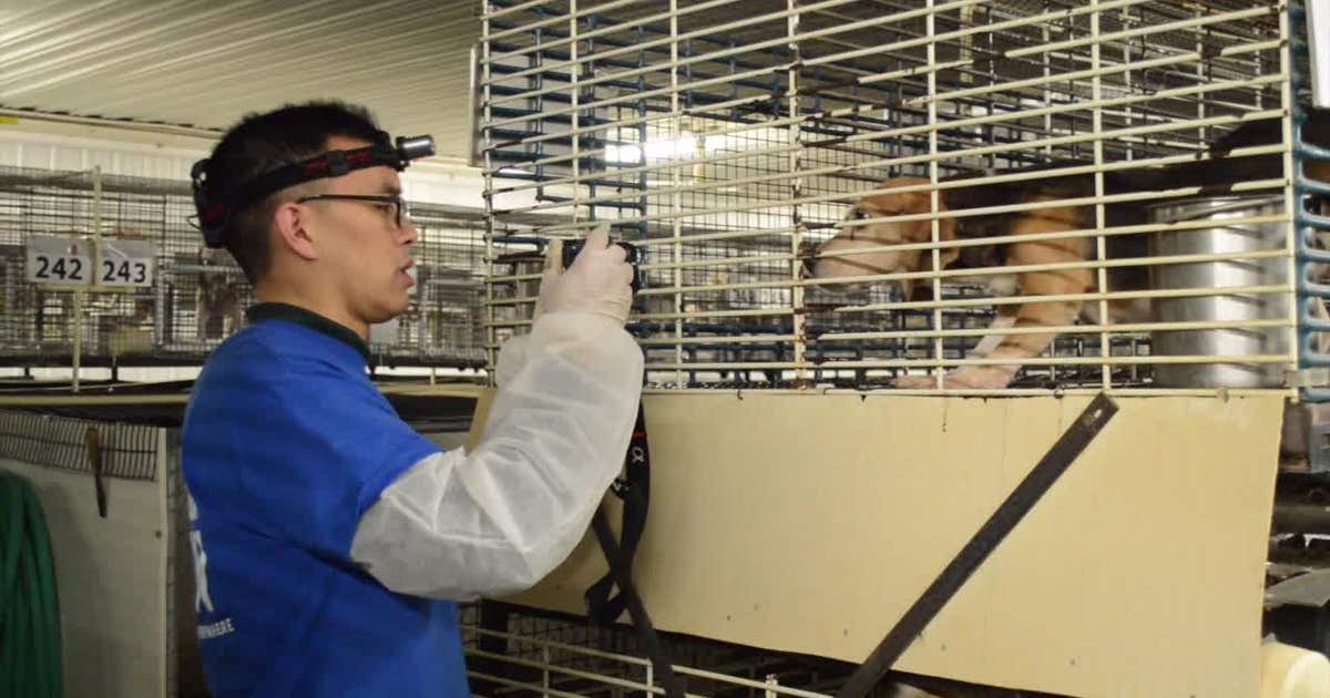 Ridglan Farms under pressure; activists plan large-scale dog rescue ...