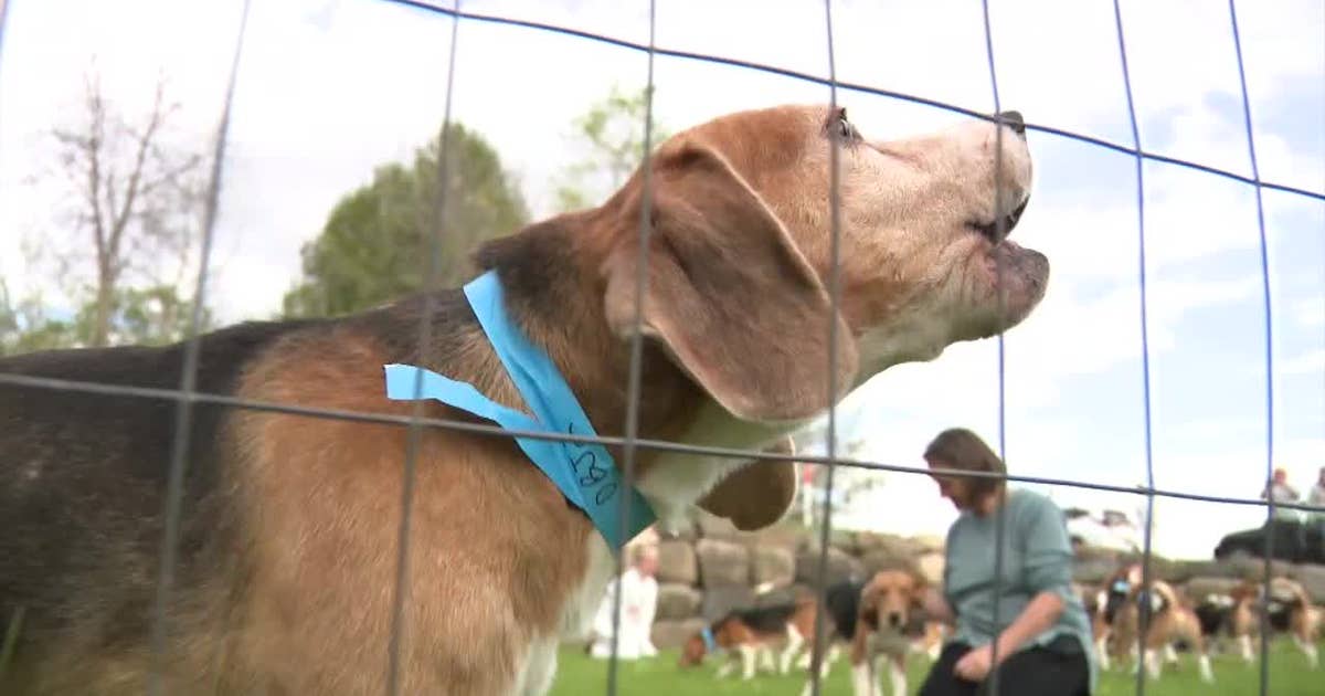 Ridglan Farms beagles: HAWS accepting dogs freed from facility | FOX6 ...
