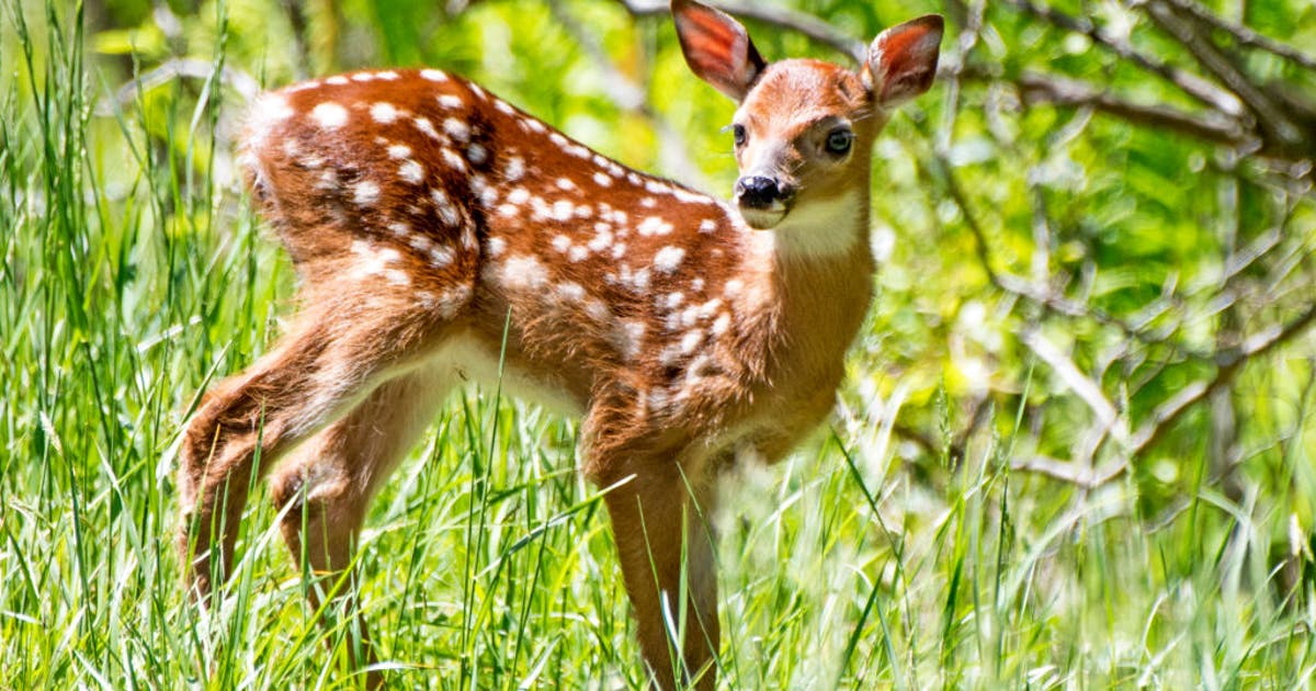 Wisconsin DNR urging people to leave white-tailed deer fawns alone ...