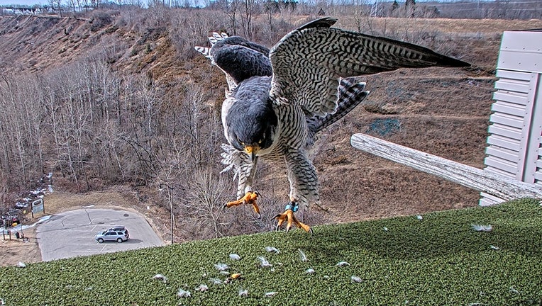 Port Washington peregrine falcon chicks named after FOX6 anchors | FOX6 ...