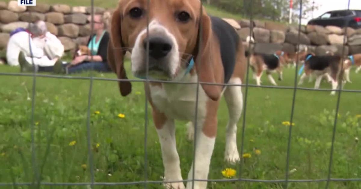 Ridglan Farms beagles get second chance as rescue effort grows | FOX6 ...
