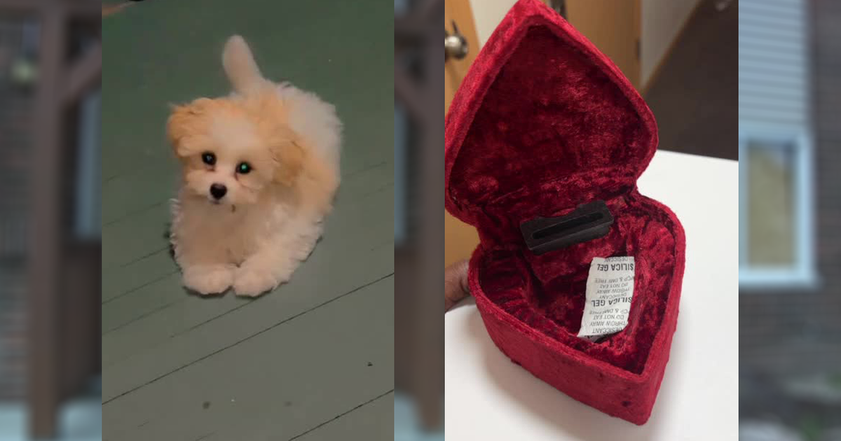 Milwaukee apartment theft; woman says puppy, sister’s ashes stolen ...